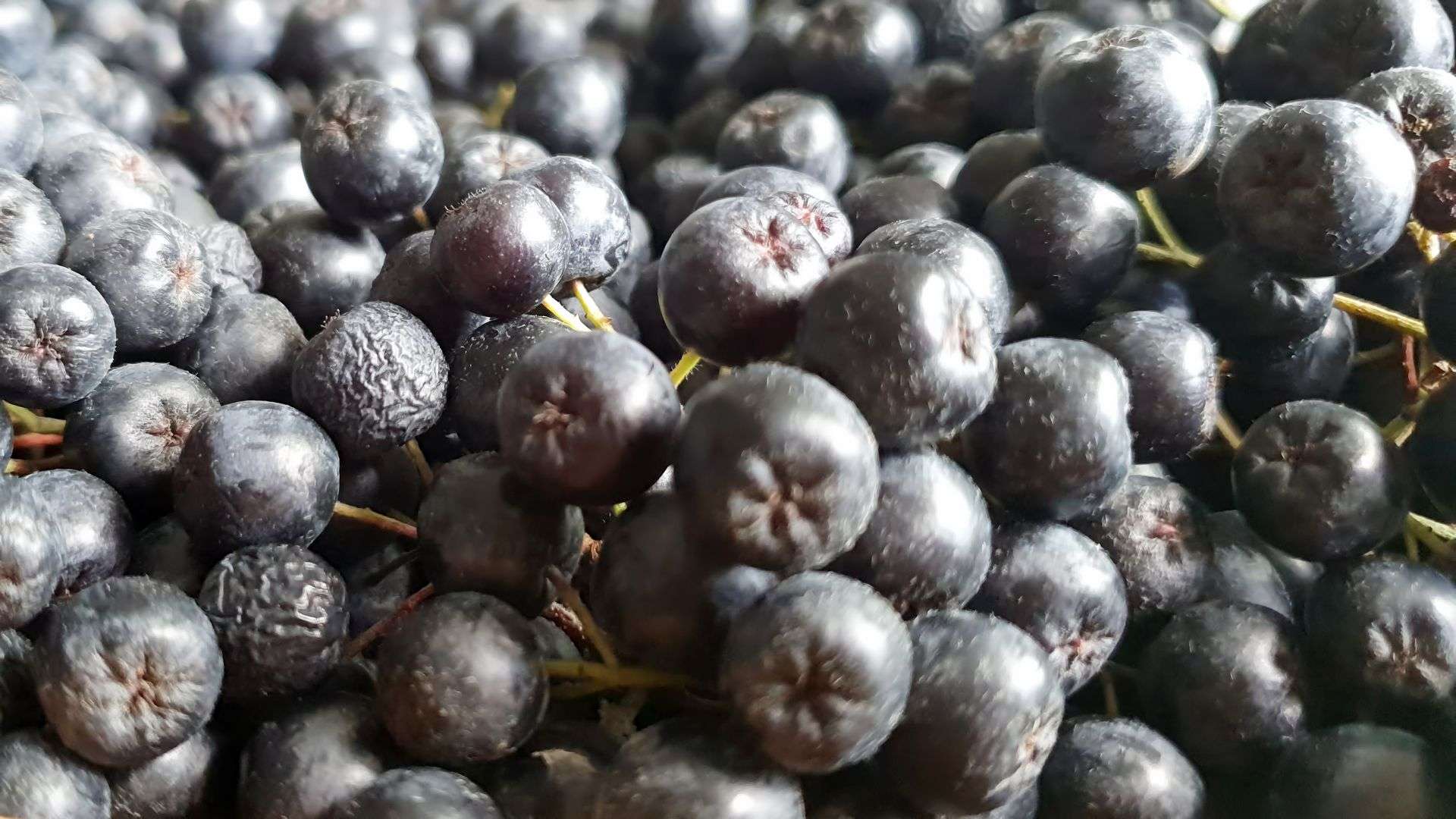 Aronia (scoruș negru): tot ce trebuie să știi – beneficii, utilizare ...